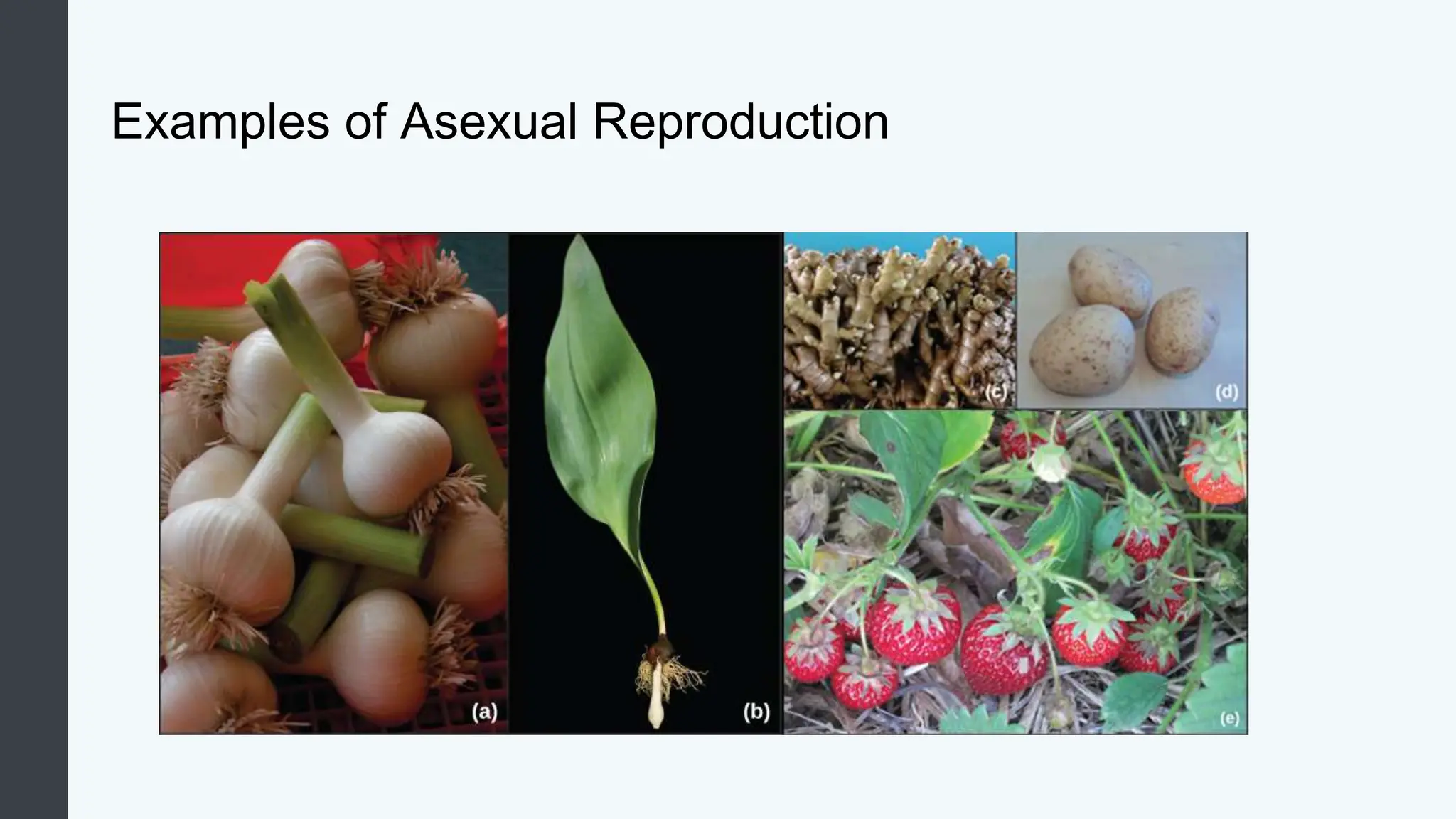 Biology_Plant_reproduction and developement | PPTX