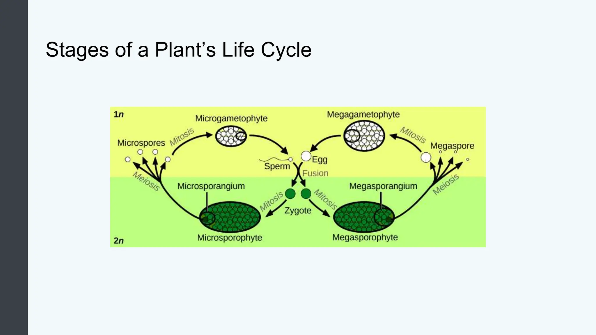Biology_Plant_reproduction and developement | PPTX
