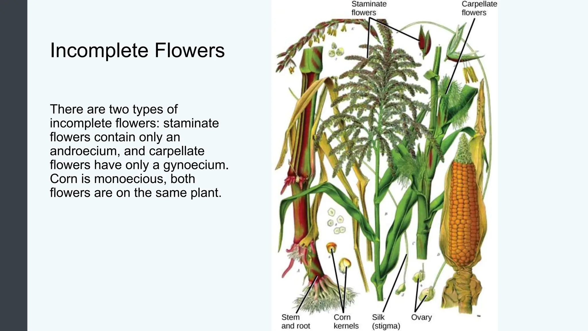 Biology_Plant_reproduction and developement | PPTX