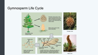 Biology_Plant_reproduction and developement | PPT