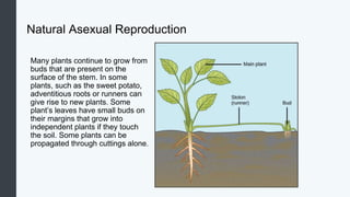 Biology_Plant_reproduction and developement | PPTX