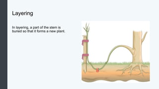 Biology_Plant_reproduction and developement | PPT