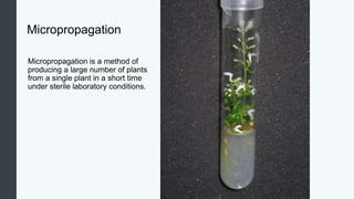 Biology_Plant_reproduction and developement | PPT