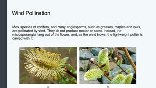 Biology_Plant_reproduction and developement | PPTX