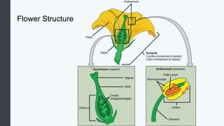 Biology_Plant_reproduction and developement | PPTX | Gardening | Home ...