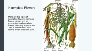 Biology_Plant_reproduction and developement | PPTX | Gardening | Home ...