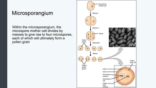 Biology_Plant_reproduction and developement | PPTX | Gardening | Home ...