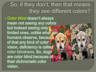 Are dogs color blind? | PPTX | Eye and Vision Conditions | Diseases and ...