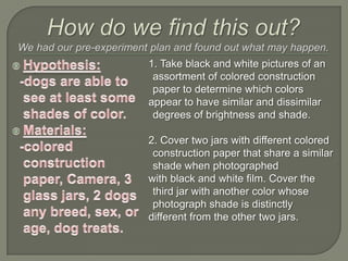 Are dogs color blind? | PPTX | Eye and Vision Conditions | Diseases and ...