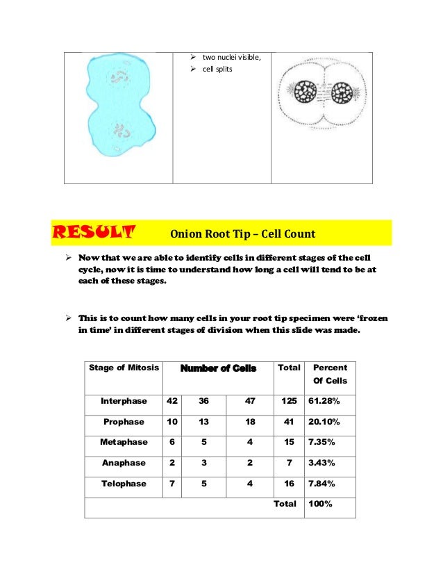 Biology Investigatory Project On Mitiosis Biology Investigatory Project On Mitiosis