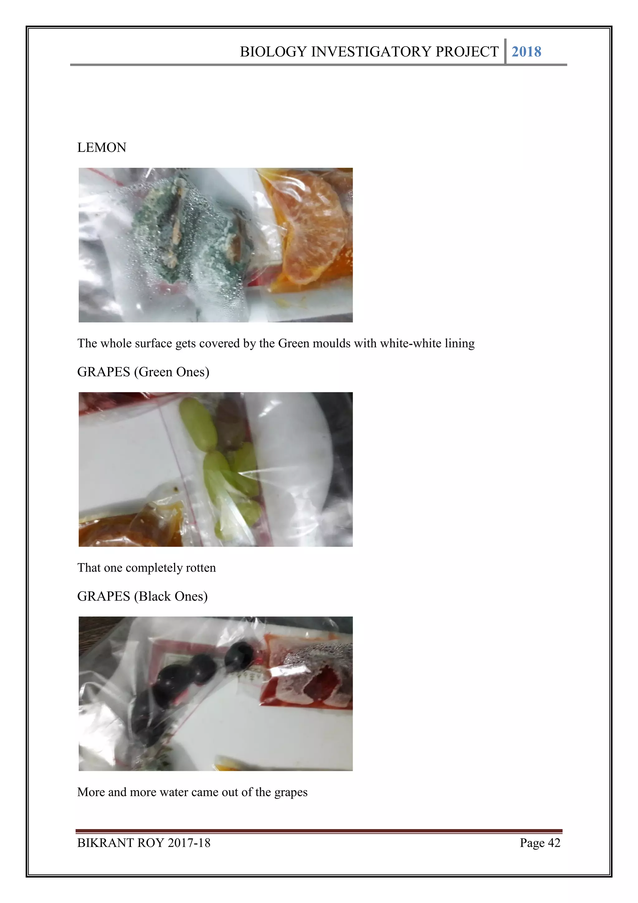 Biology Investigatory Project Class 11 and 12 | PDF