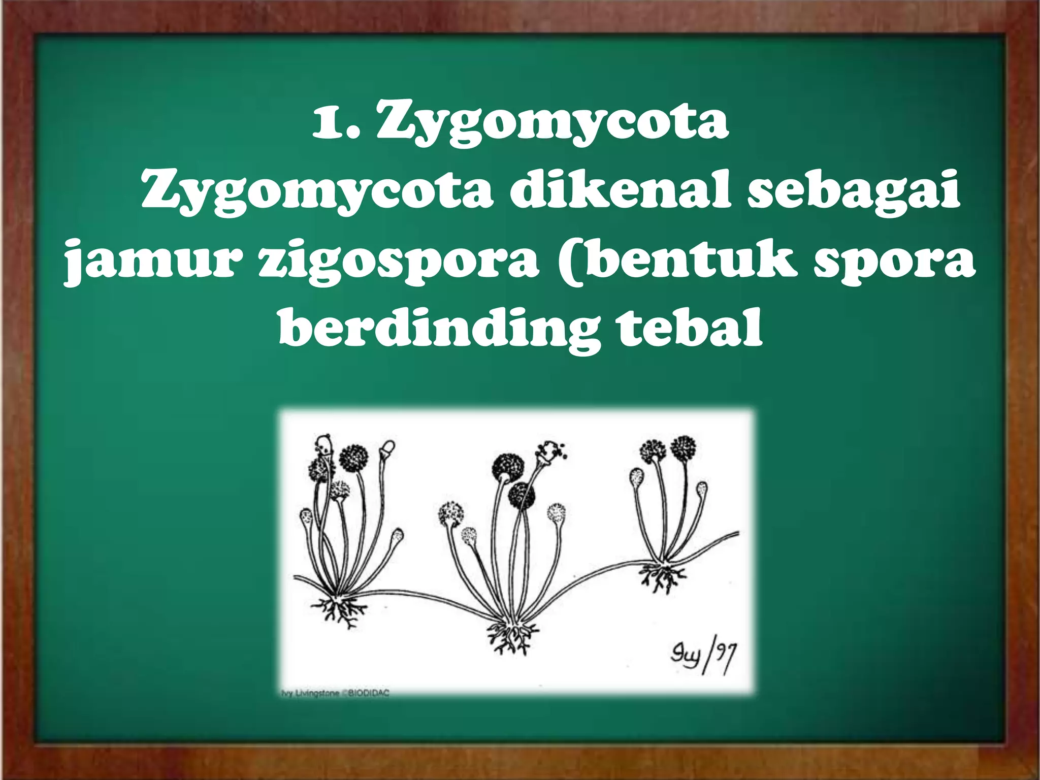 Klasfikasi jamur _ Biology | PPTX