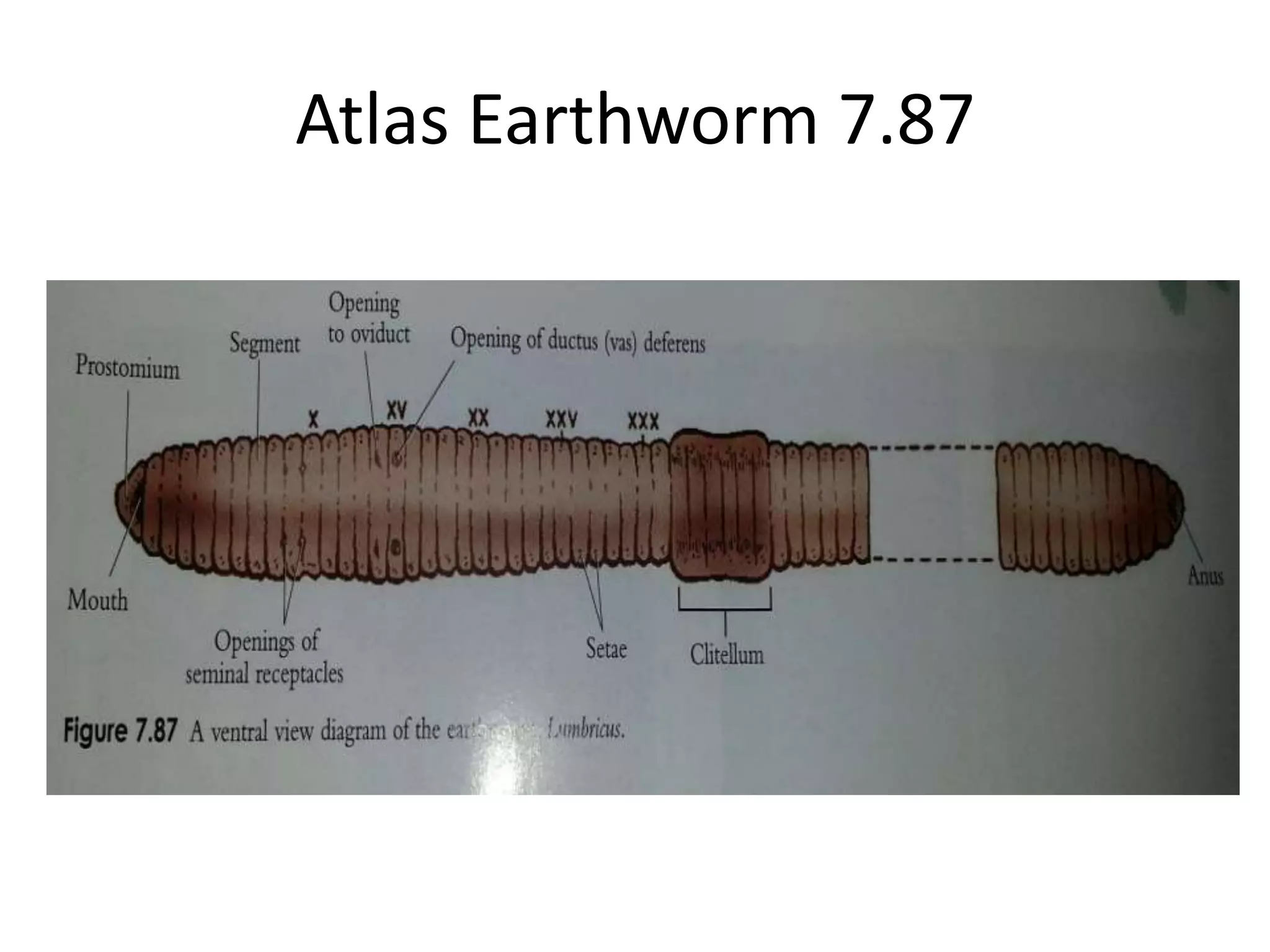 Biology lab practical #1 part 2 | PPTX