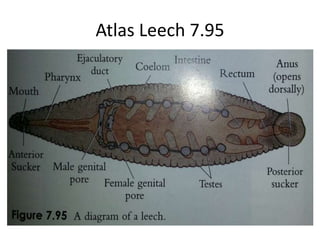 Leech Cross Section Labeled