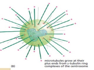 Biology lect. 3.pdf | Free Download