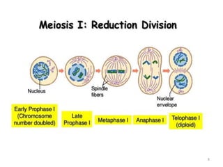 Biology lecture 7 how cell divided cell division 2 | PPTX