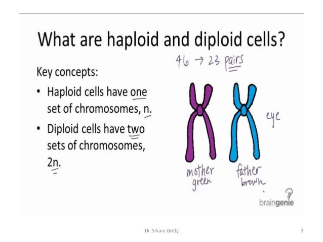 Biology Lecture 7 How Cell Divided Cell Division 2 