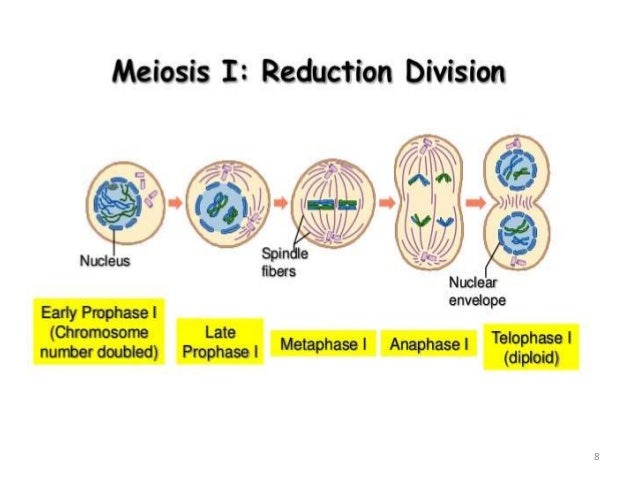Biology Lecture 7 How Cell Divided Cell Division 2