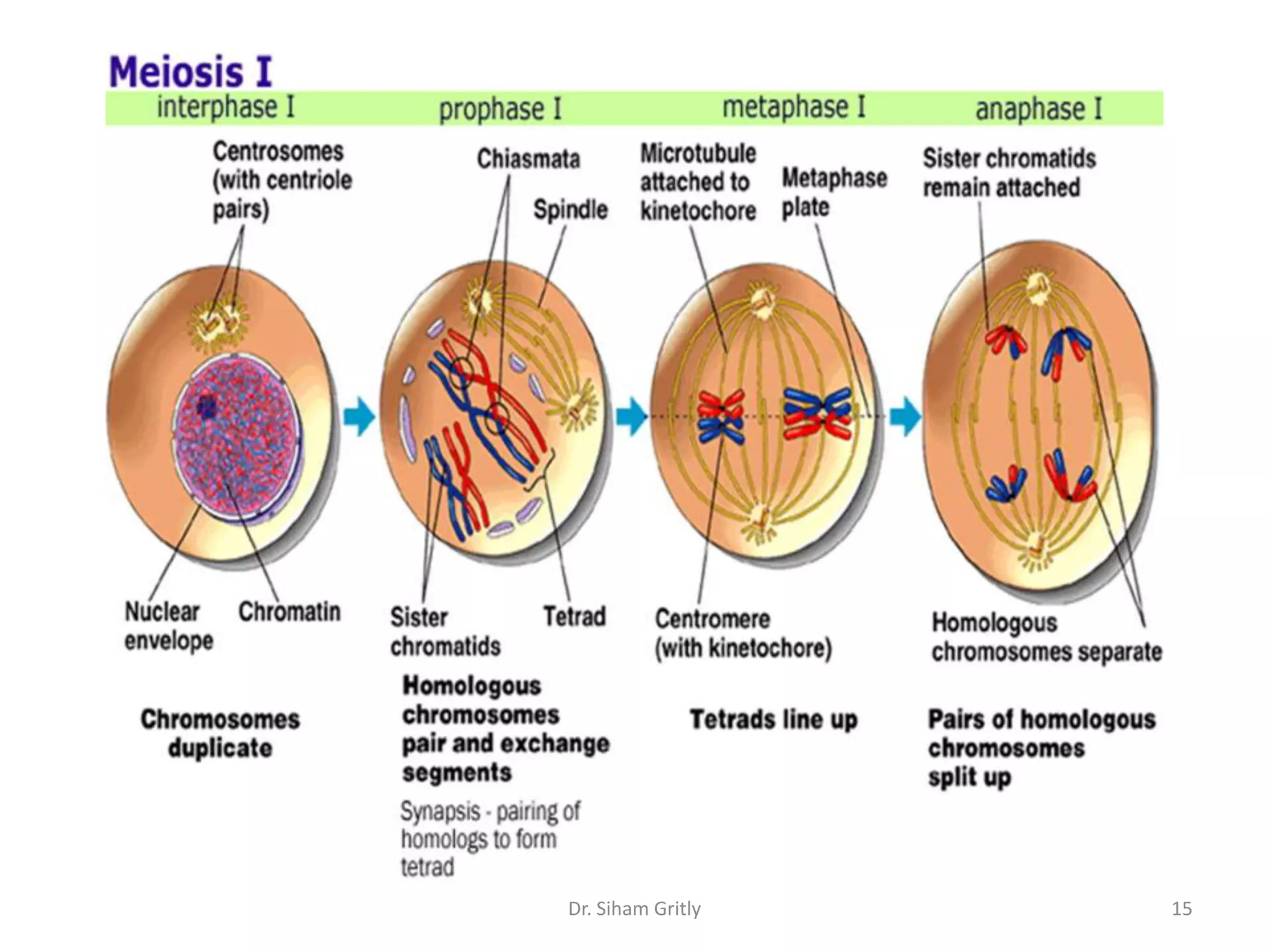 Biology lecture 7 how cell divided cell division 2 | PPT