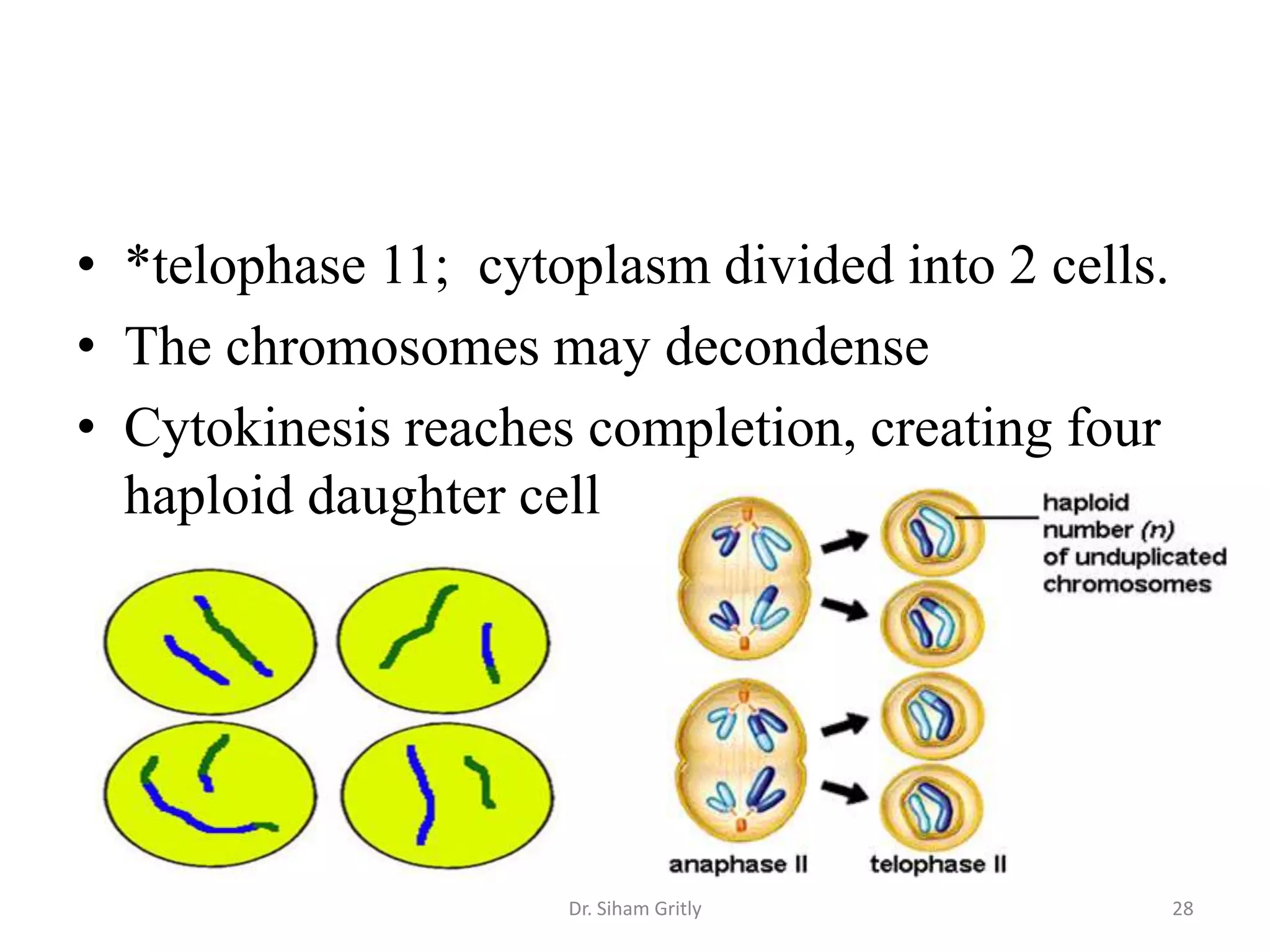 Biology lecture 7 how cell divided cell division 2 | PPT