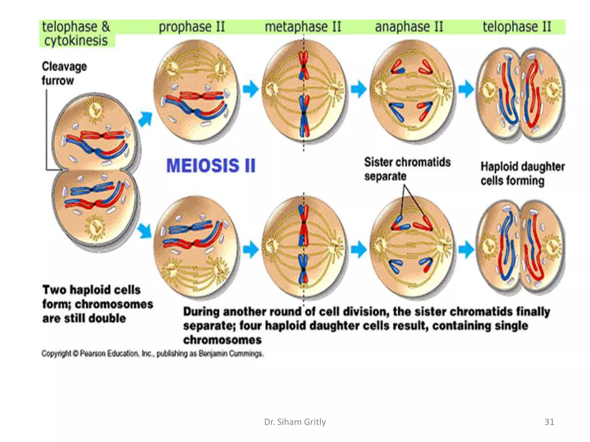 Biology lecture 7 how cell divided cell division 2 | PPT