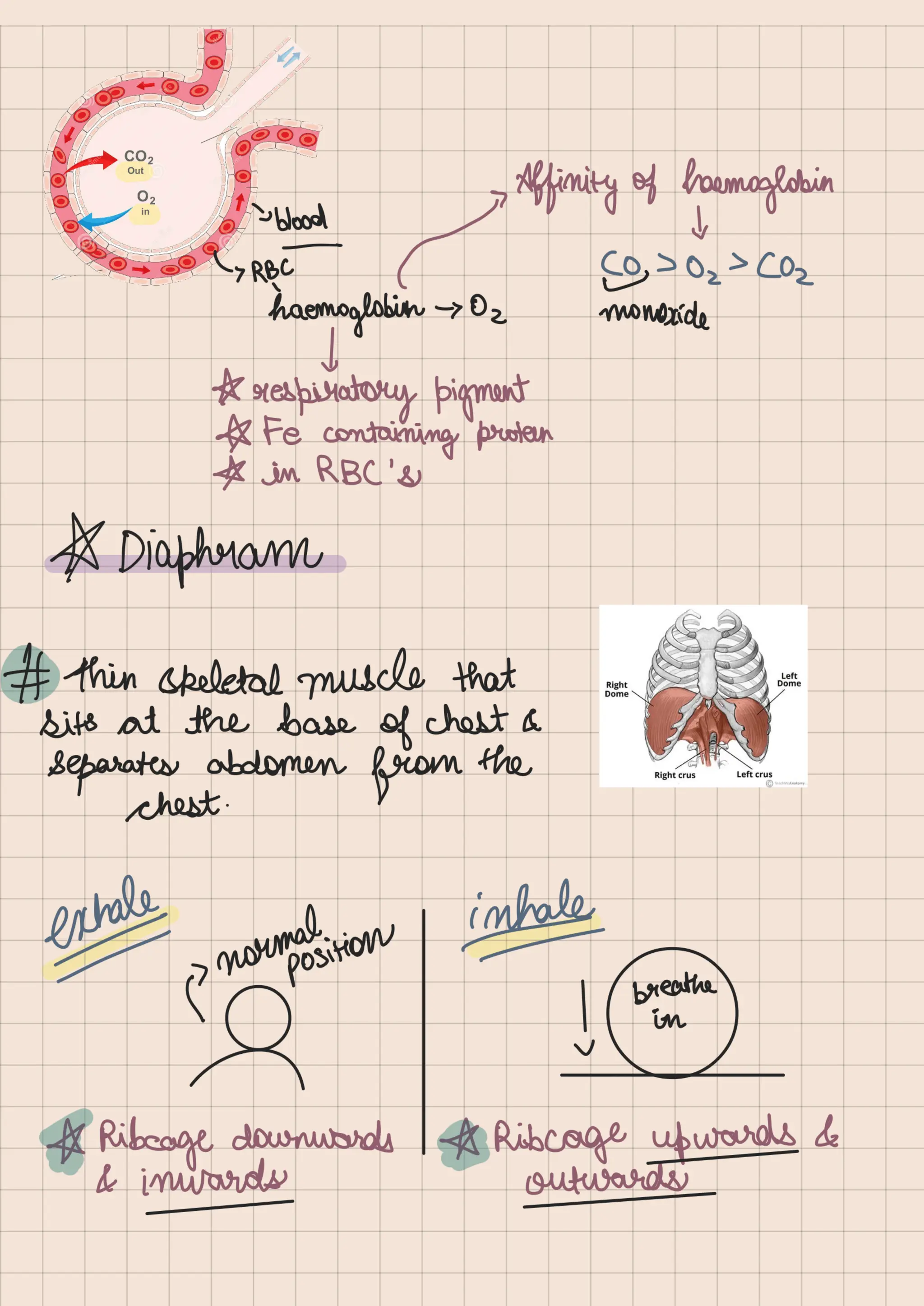 Biology Life Processes Class 10 notes.pdf