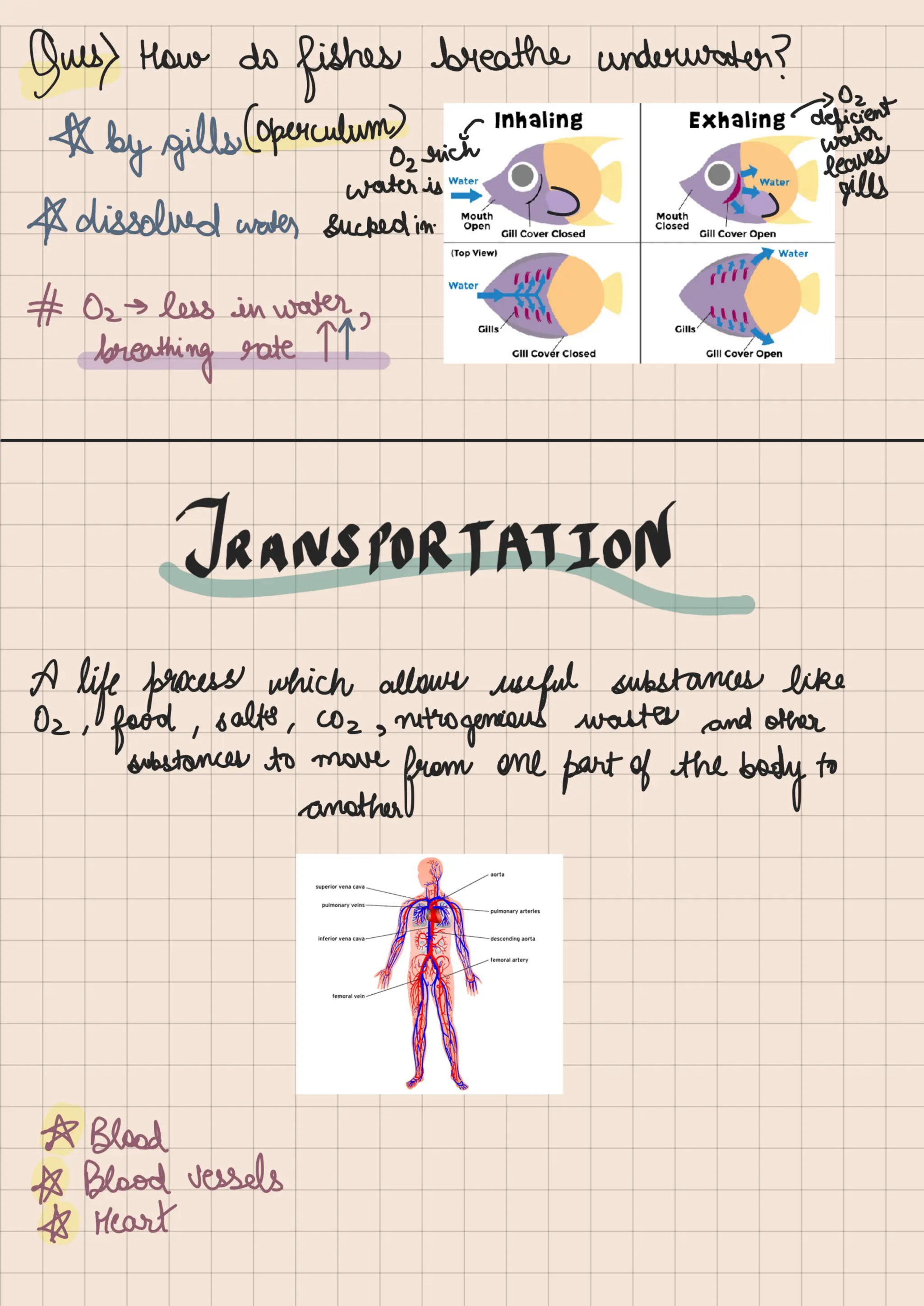 Biology Life Processes Class 10 notes.pdf