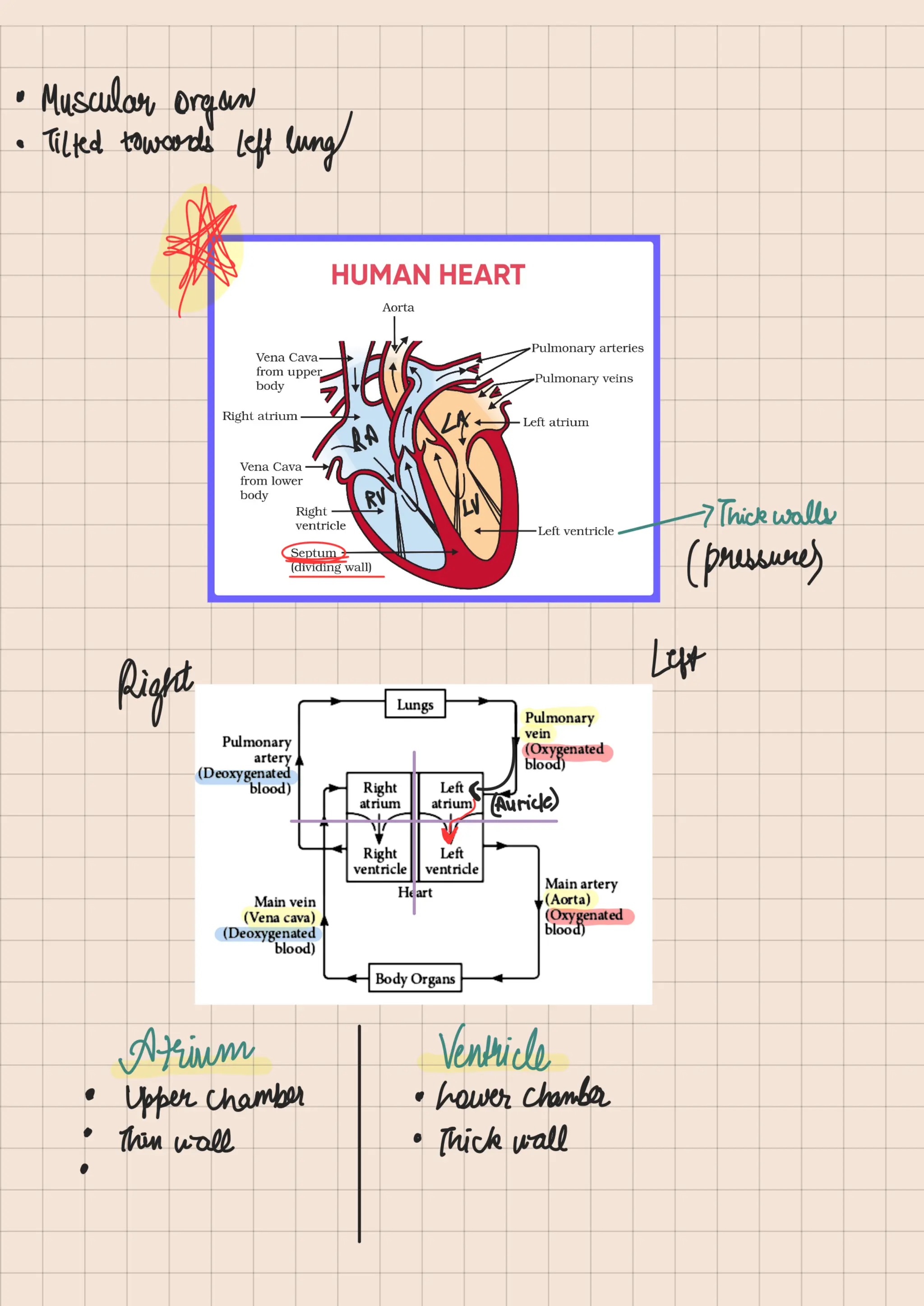 Biology Life Processes Class 10 notes.pdf