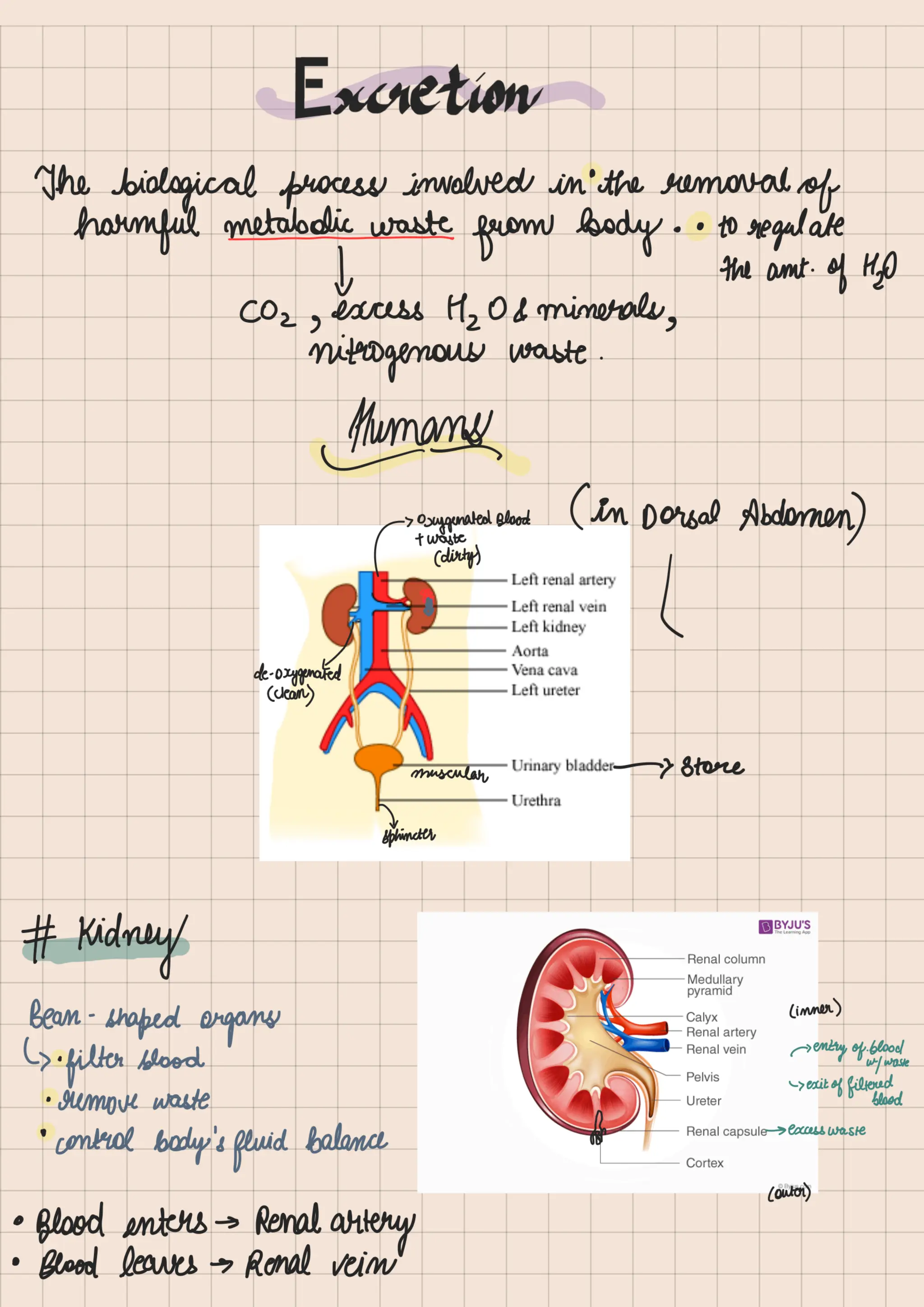 Biology Life Processes Class 10 notes.pdf