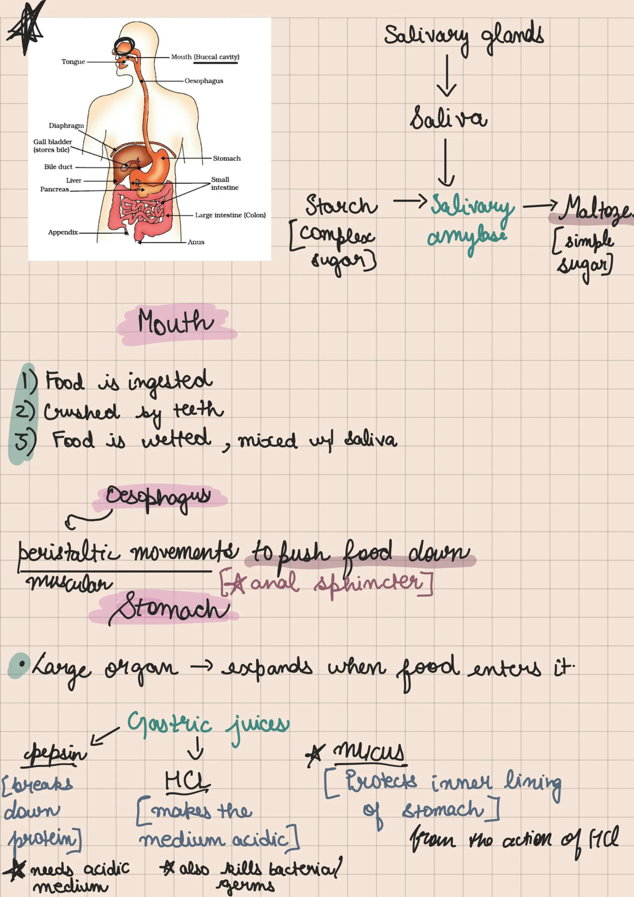 Biology Life Processes Class 10 notes.pdf
