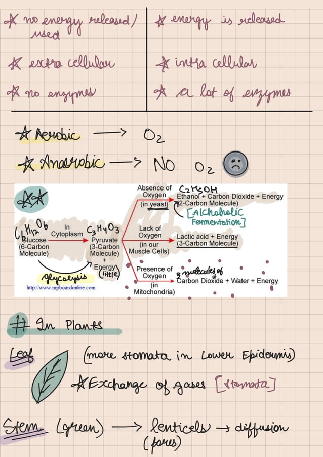 Biology Life Processes Class 10 notes.pdf