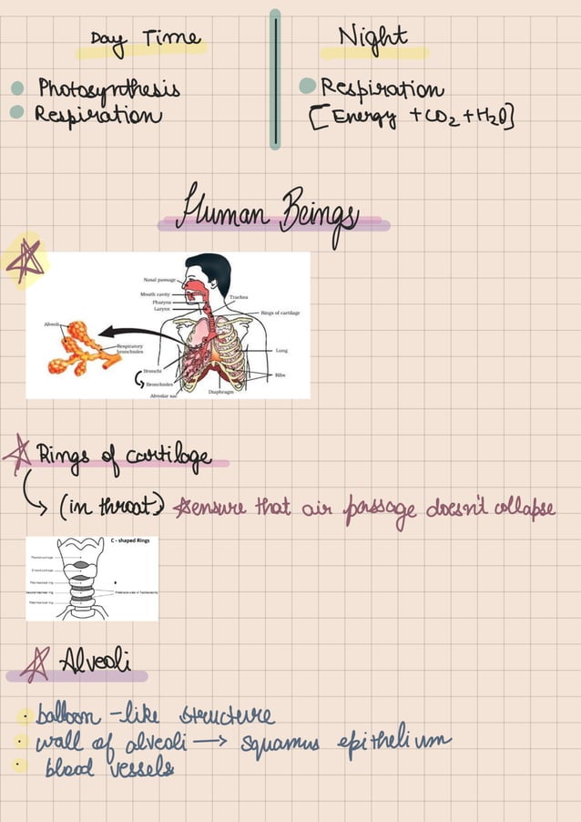 Biology Life Processes Class 10 notes.pdf