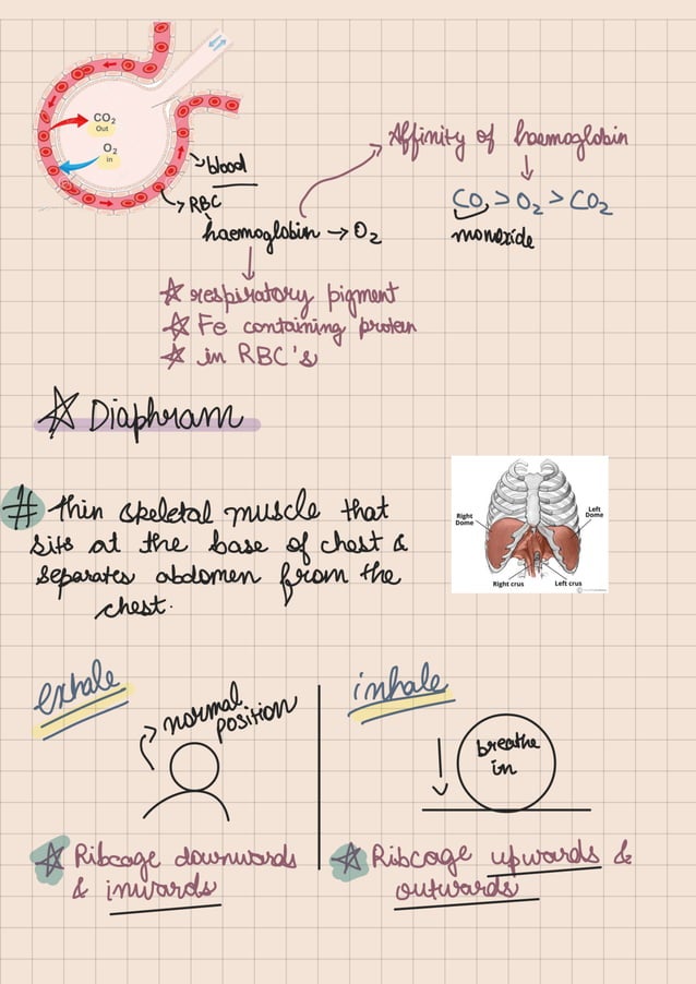 Biology Life Processes Class 10 notes.pdf