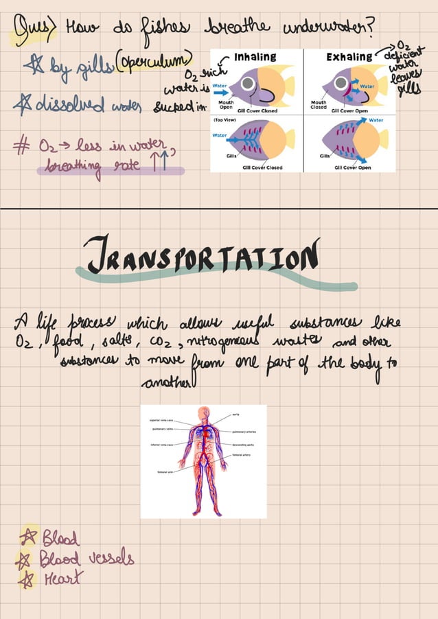 Biology Life Processes Class 10 notes.pdf