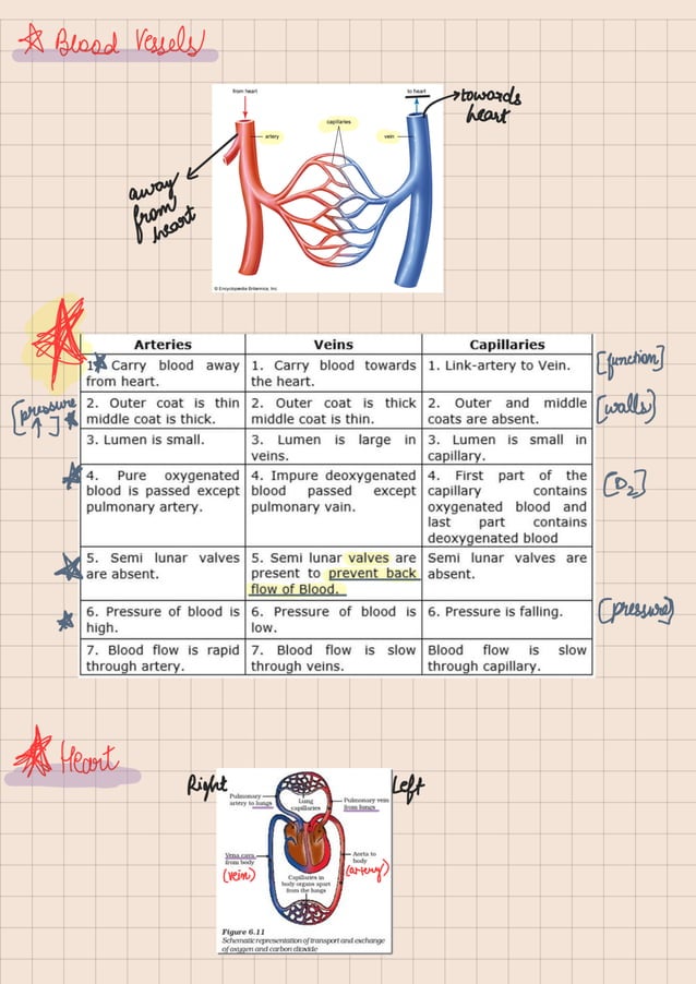 Biology Life Processes Class 10 notes.pdf