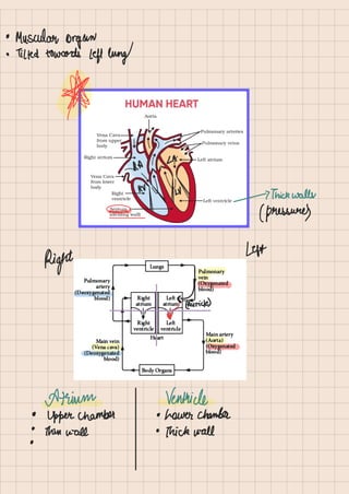 Biology Life Processes Class 10 notes.pdf