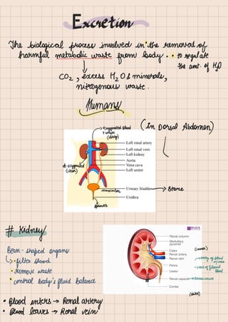 Biology Life Processes Class 10 notes.pdf
