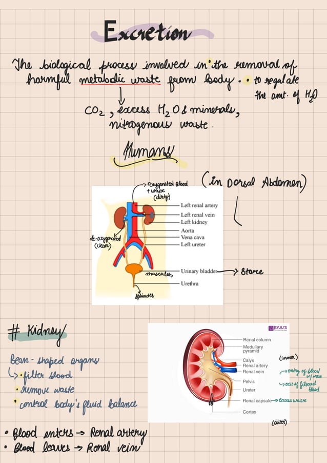 Biology Life Processes Class 10 notes.pdf