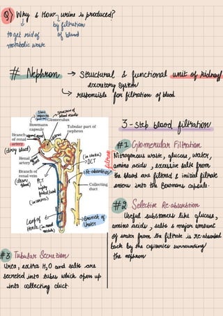 Biology Life Processes Class 10 notes.pdf