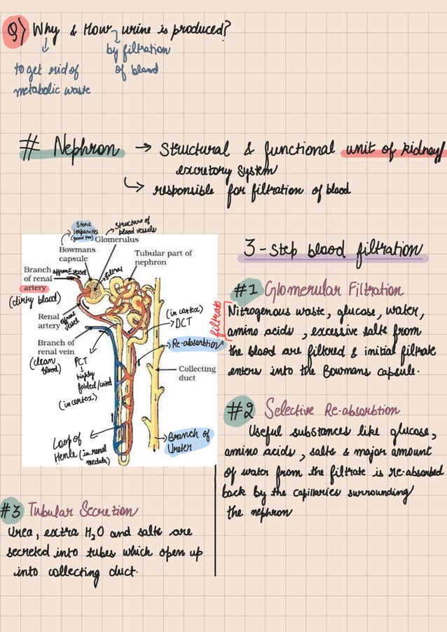 Biology Life Processes Class 10 notes.pdf
