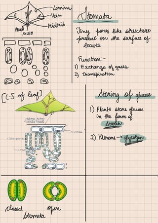 Biology Life Processes Class 10 notes.pdf | Secondary Education | Education