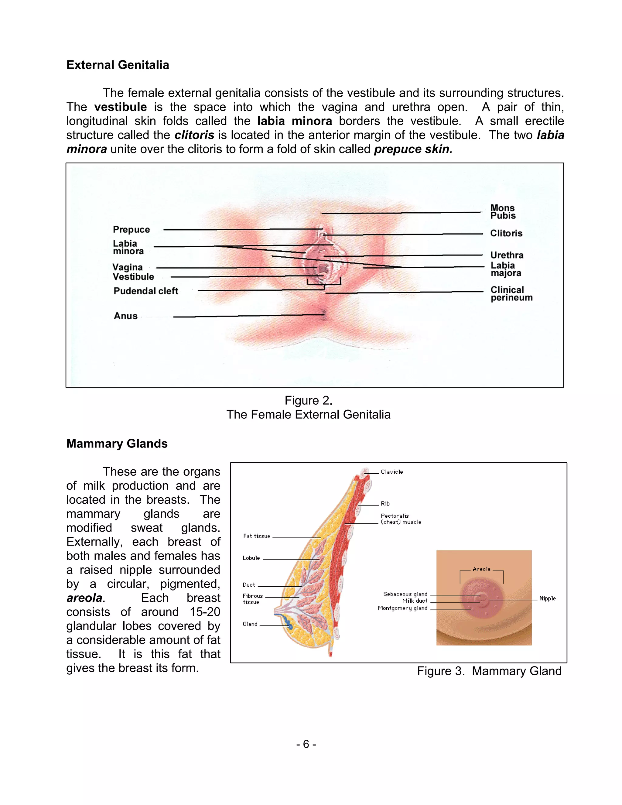 Biology m13 human reproductive system | PDF
