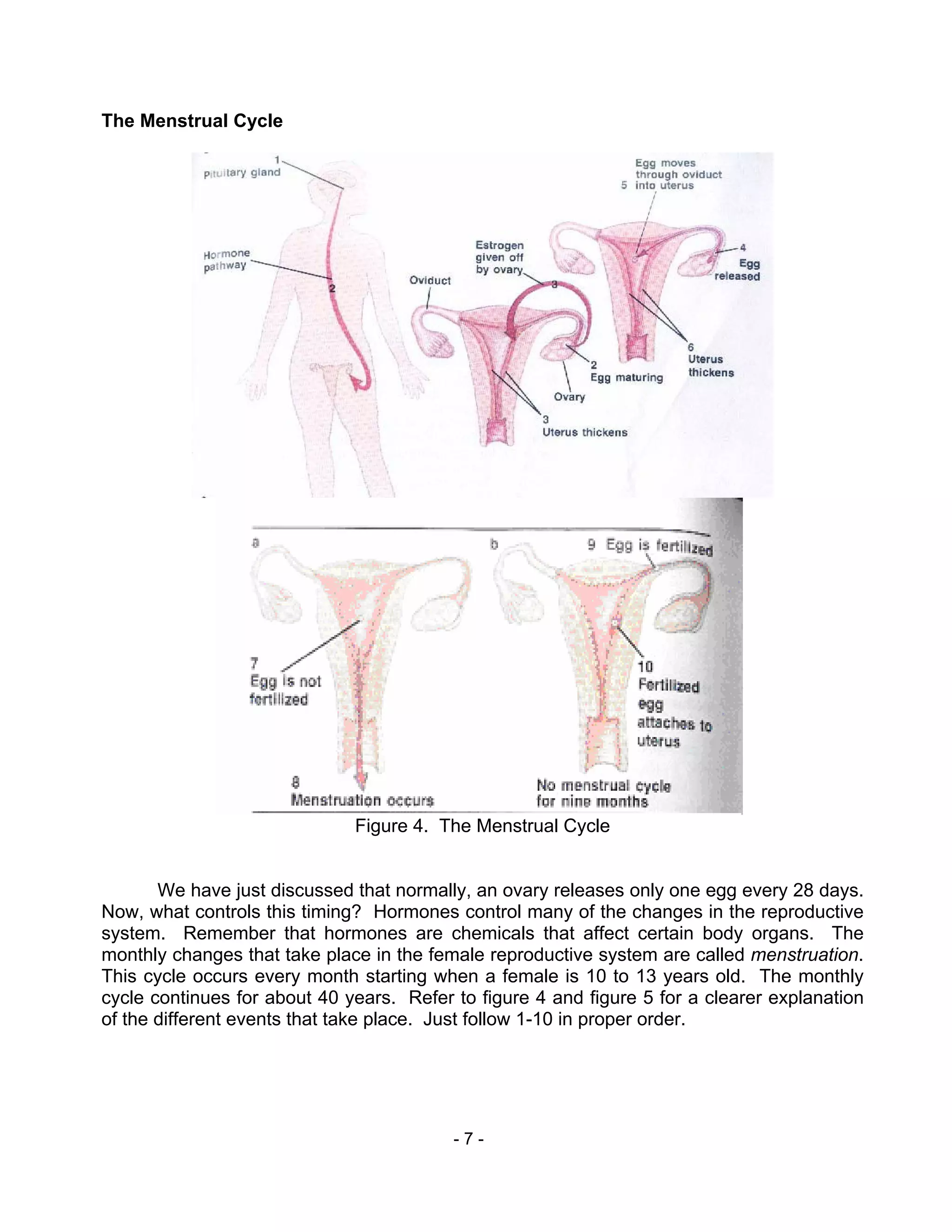 Biology m13 human reproductive system | PDF