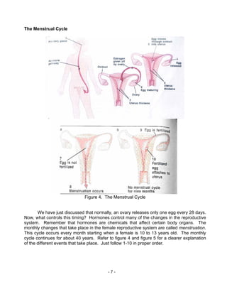 Biology m13 human reproductive system | PDF