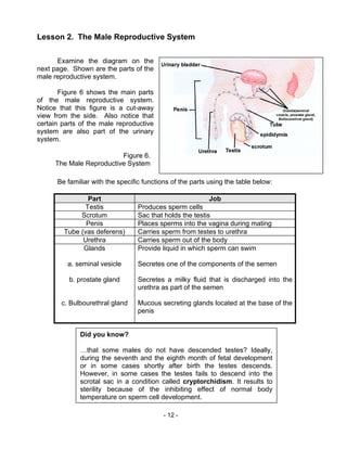 Biology m13 human reproductive system | PDF