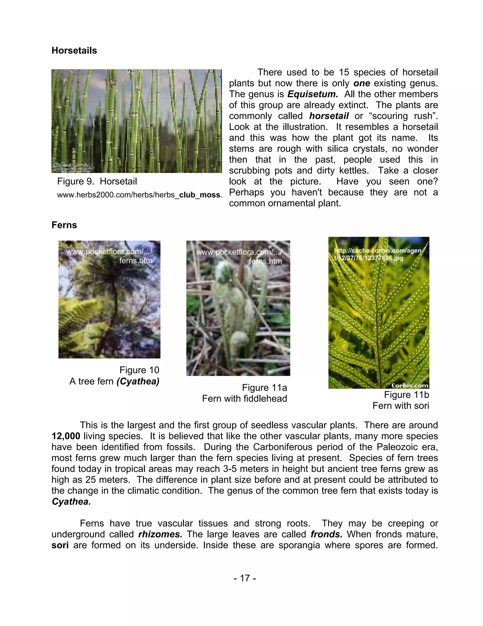 Biology m16 diversity of plants | PDF