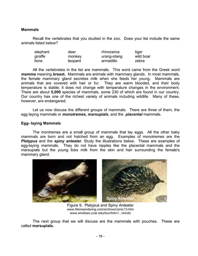 Biology m18 animals with backbones | PDF