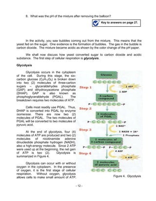 Biology m5 cellular respiration | PDF