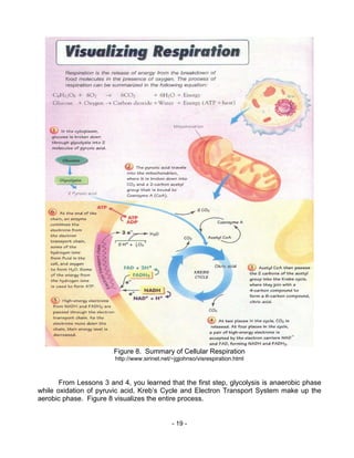 Biology m5 cellular respiration | PDF