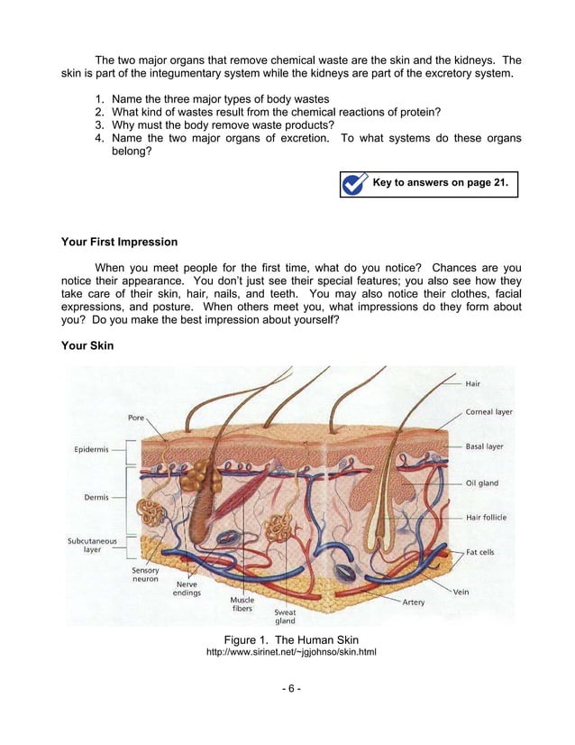 Biology m8 integumentary & excretory systems | PDF